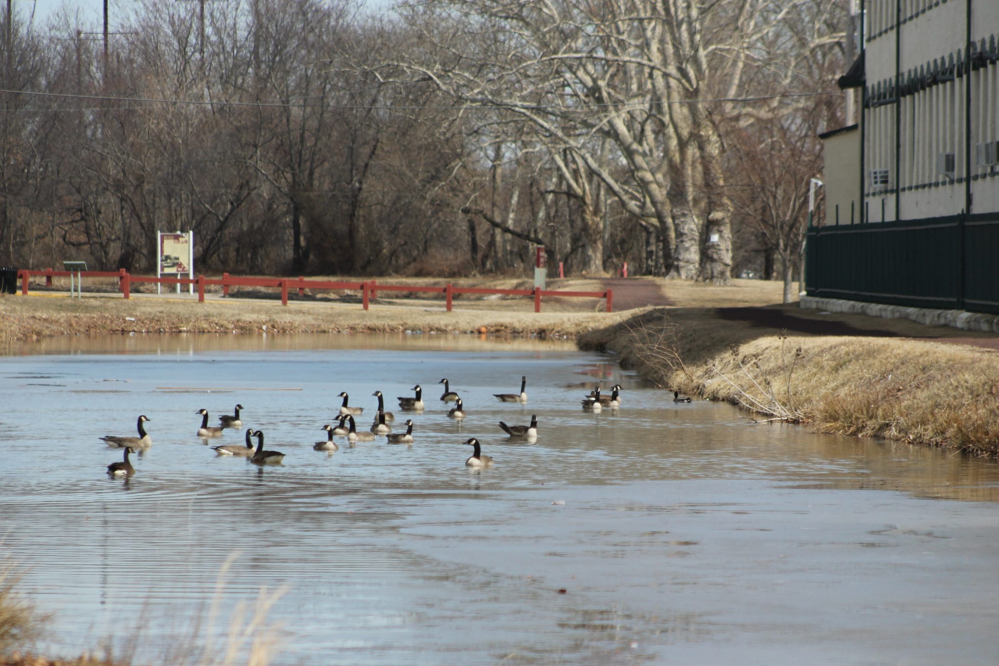 PA Wildlife, Agriculture Officials Increasing Vigilance As Bird Flu ...